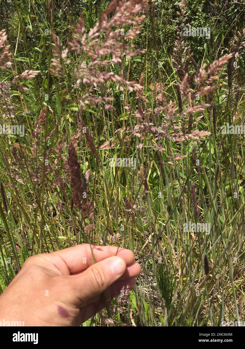 Yorkshire fog (Holcus lanatus) Plantae Stock Photo - Alamy