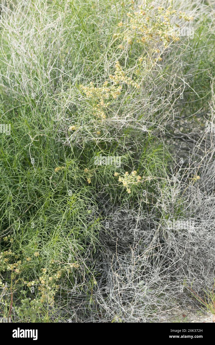 Cheesebush (Ambrosia salsola) Plantae Stock Photo - Alamy