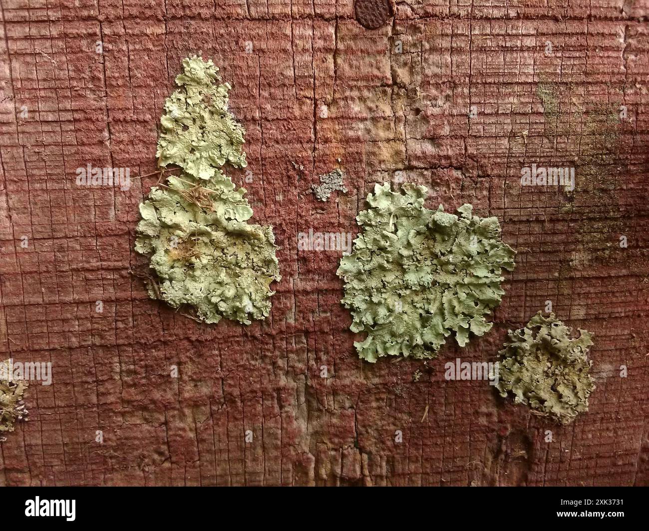 common greenshield lichen (Flavoparmelia caperata) Fungi Stock Photo ...