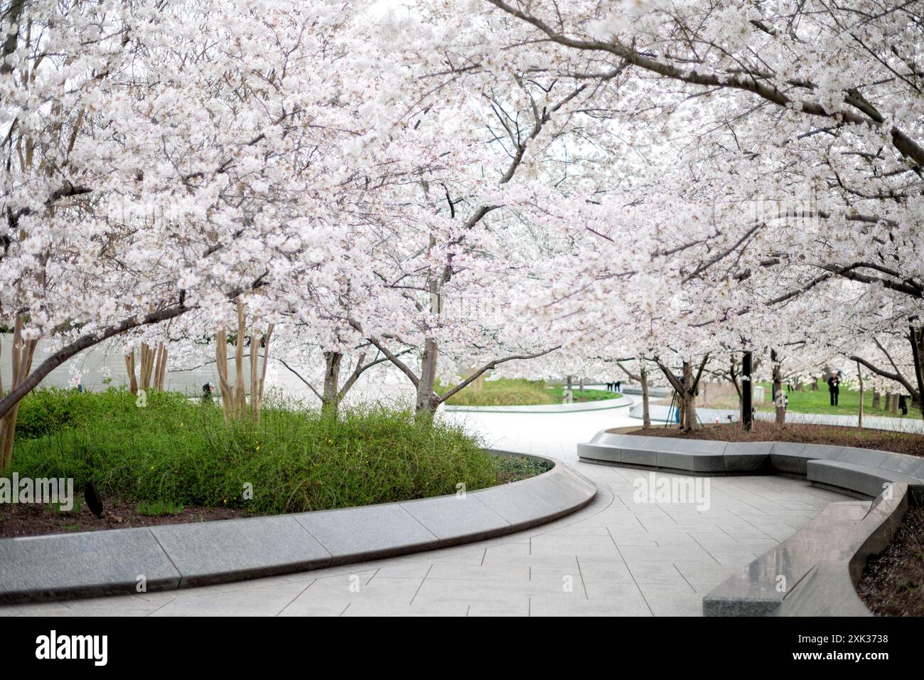 WASHINGTON DC — Cherry blossoms in full bloom surround the walkways of ...