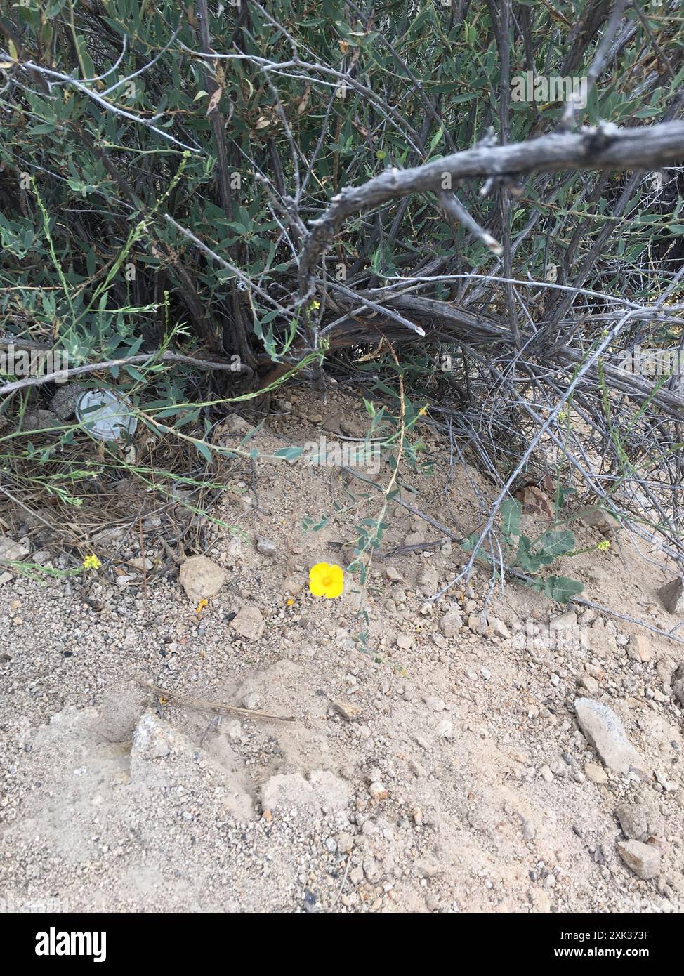Bush Poppy (Dendromecon rigida) Plantae Stock Photo - Alamy