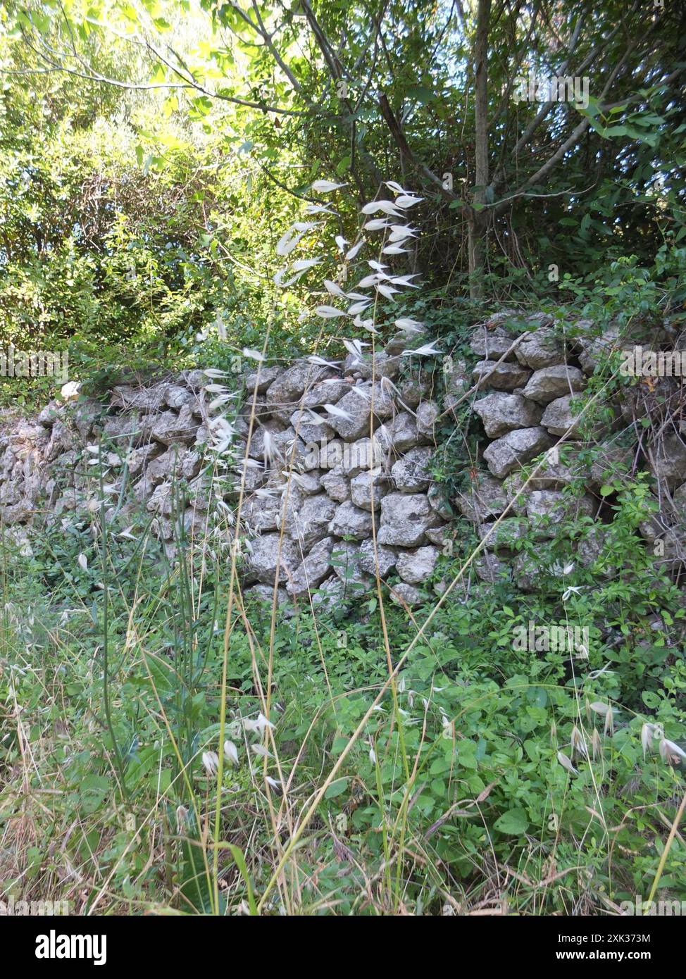 animated oat (Avena sterilis) Plantae Stock Photo - Alamy