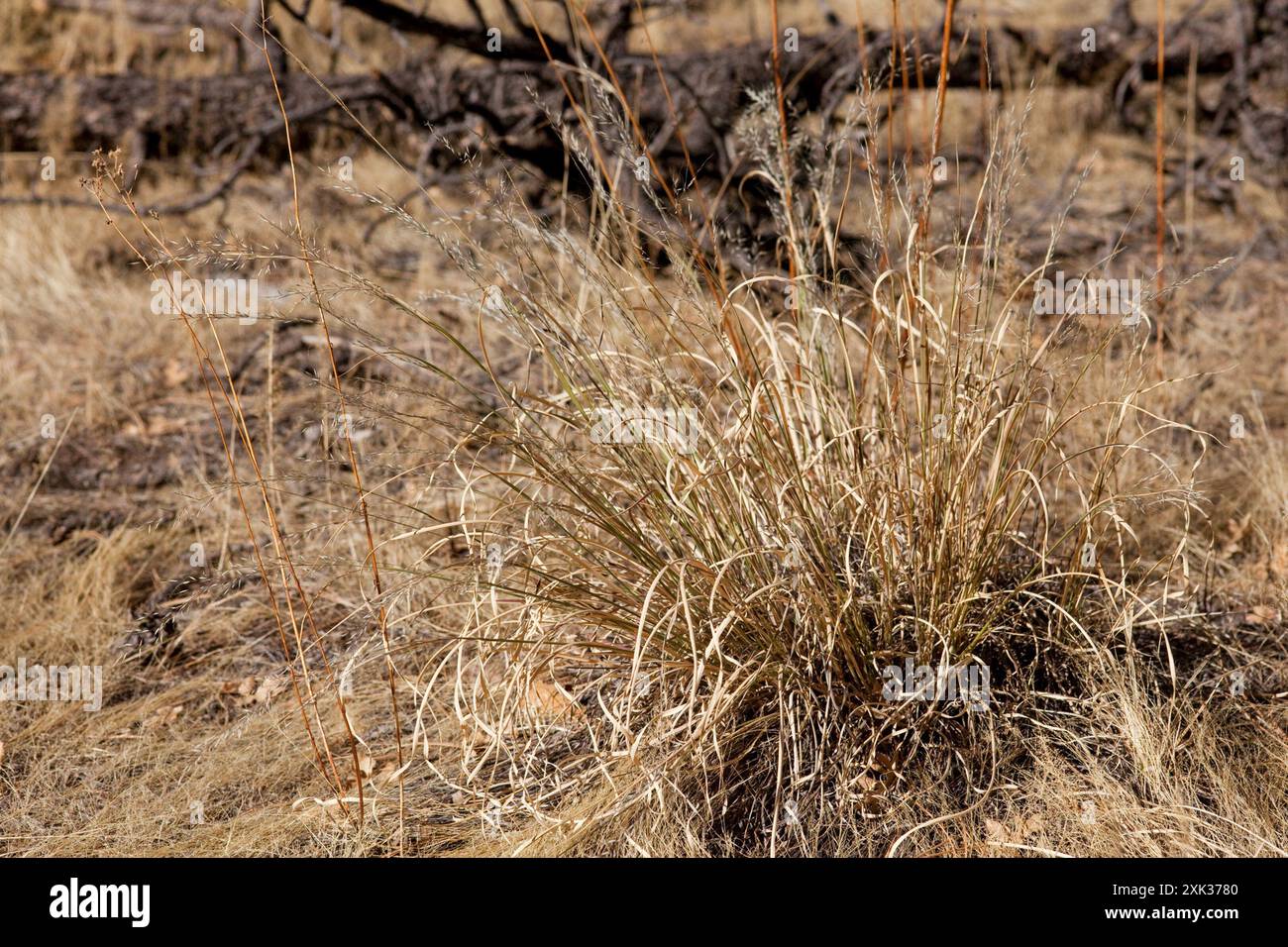 mountain muhly (Muhlenbergia montana) Plantae Stock Photo - Alamy