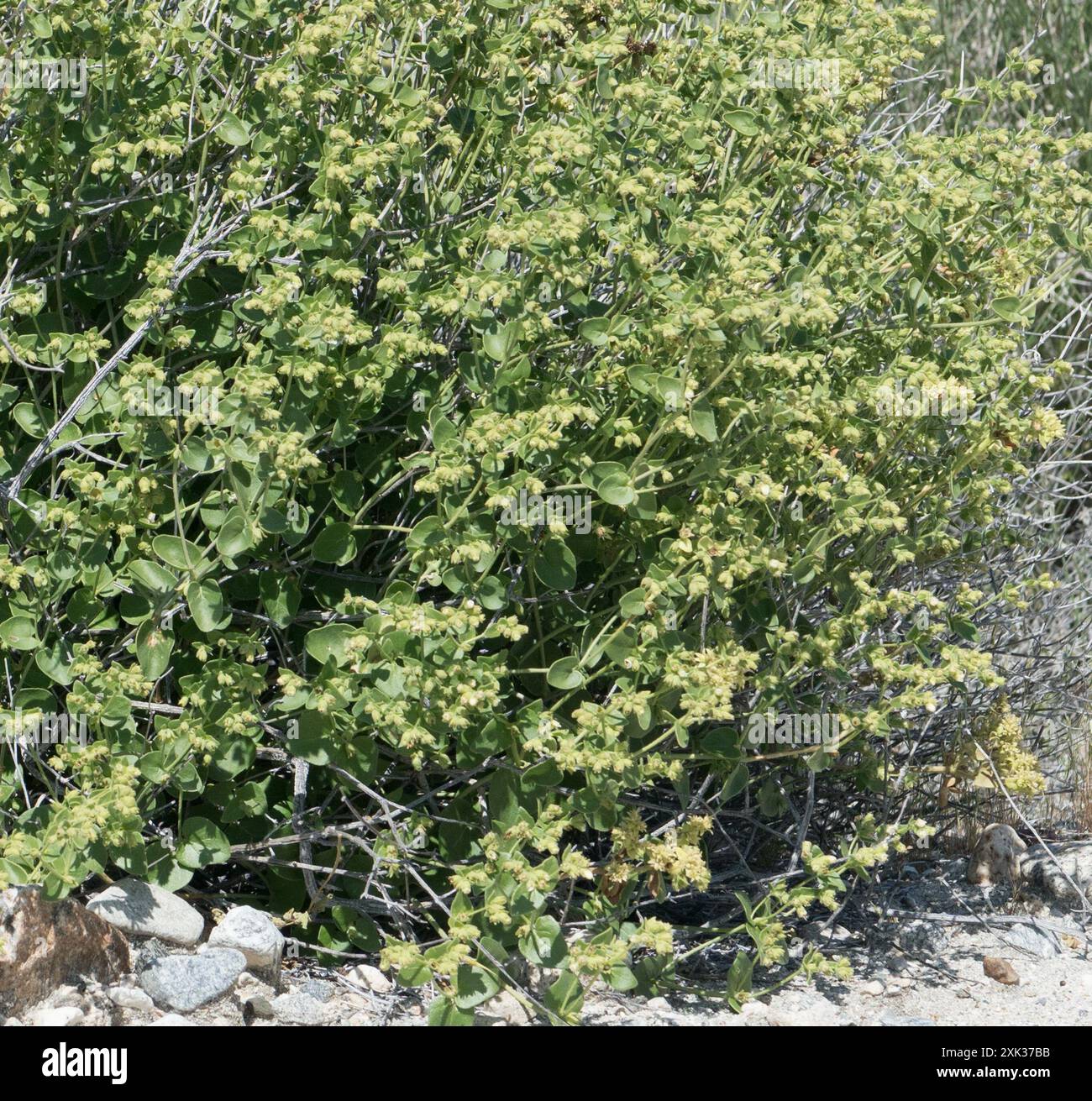 Wishbone Bush (Mirabilis laevis) Plantae Stock Photo - Alamy