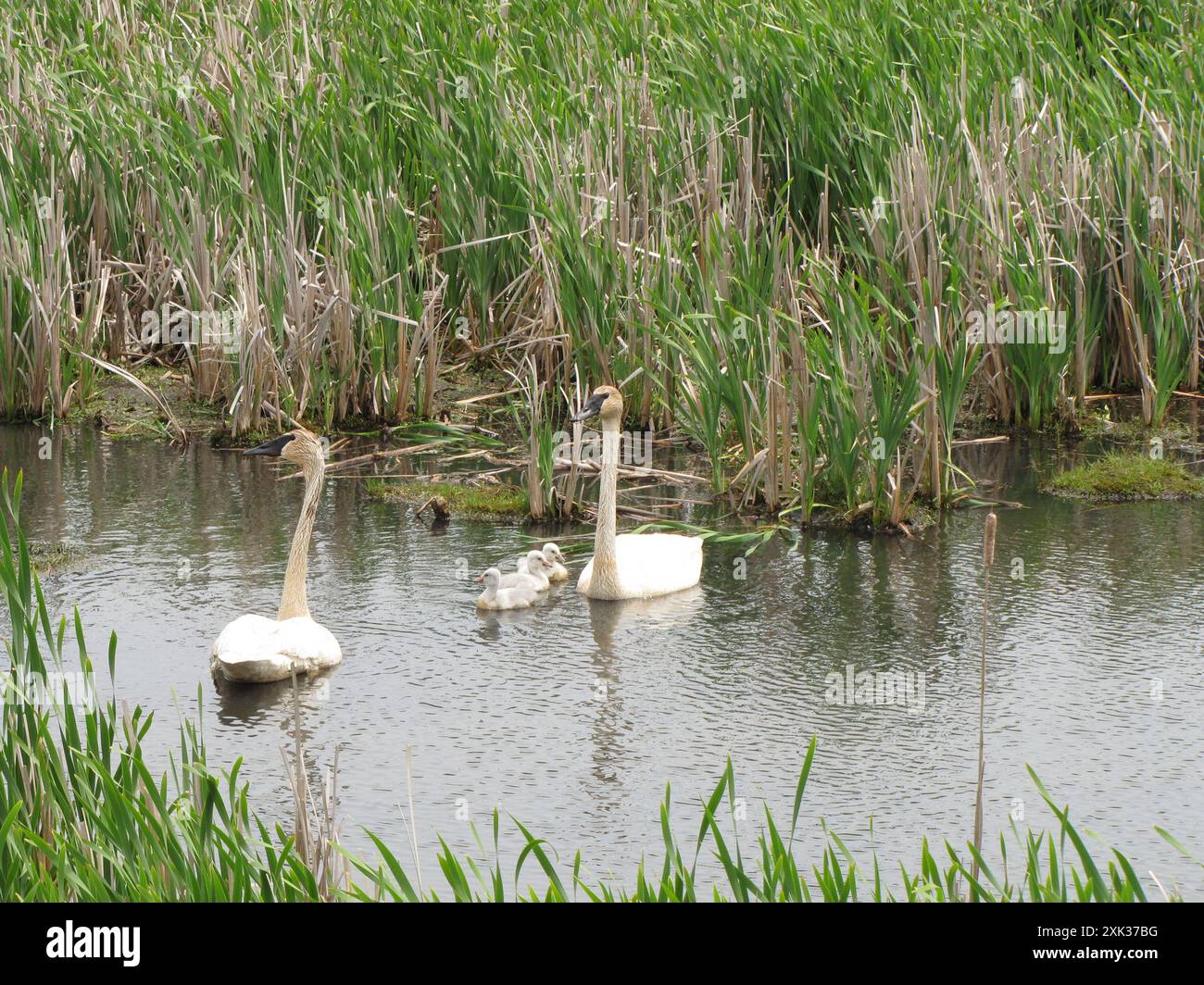 Trumpeter Swan (Cygnus buccinator) Aves Stock Photo - Alamy