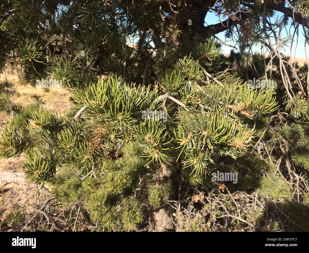 Colorado Pinyon (Pinus edulis) Plantae Stock Photo - Alamy