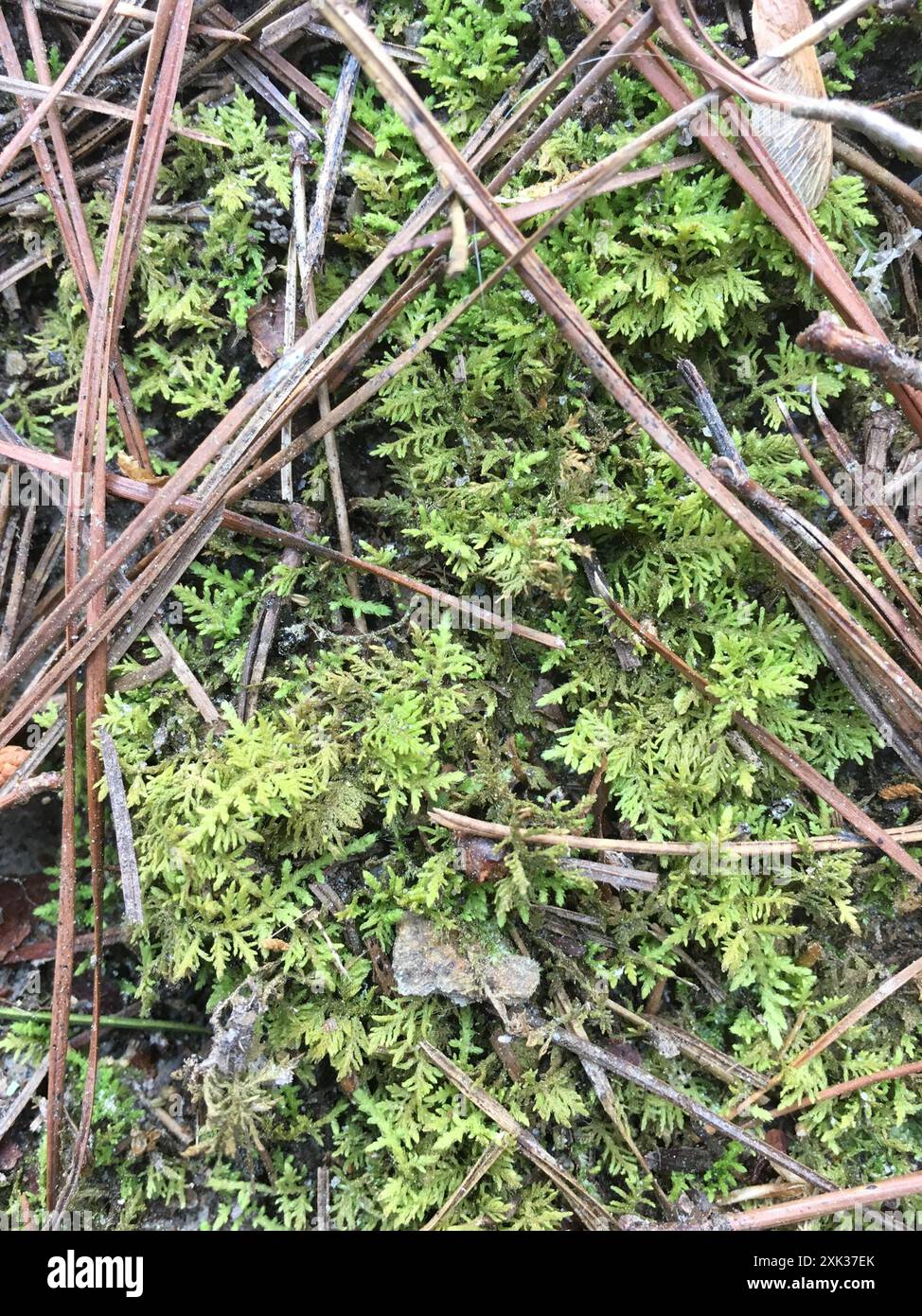 delicate fern moss (Thuidium delicatulum) Plantae Stock Photo - Alamy