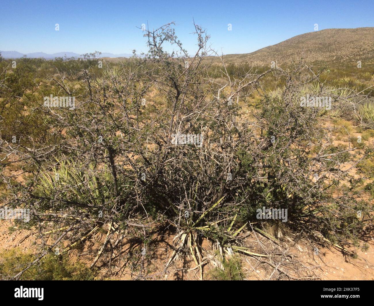 little leaf sumac (Rhus microphylla) Plantae Stock Photo - Alamy