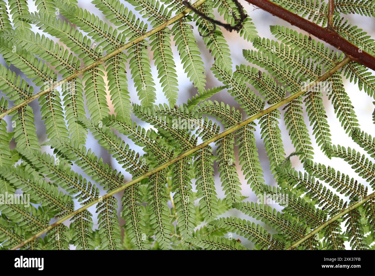 Smith's tree fern (Cyathea smithii) Plantae Stock Photo - Alamy