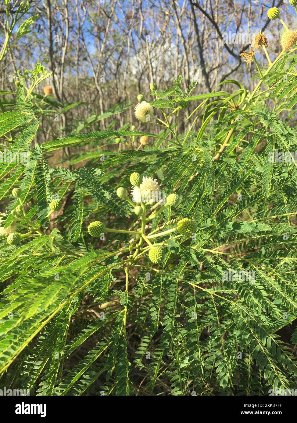 White leadtree (Leucaena leucocephala) Plantae Stock Photo - Alamy