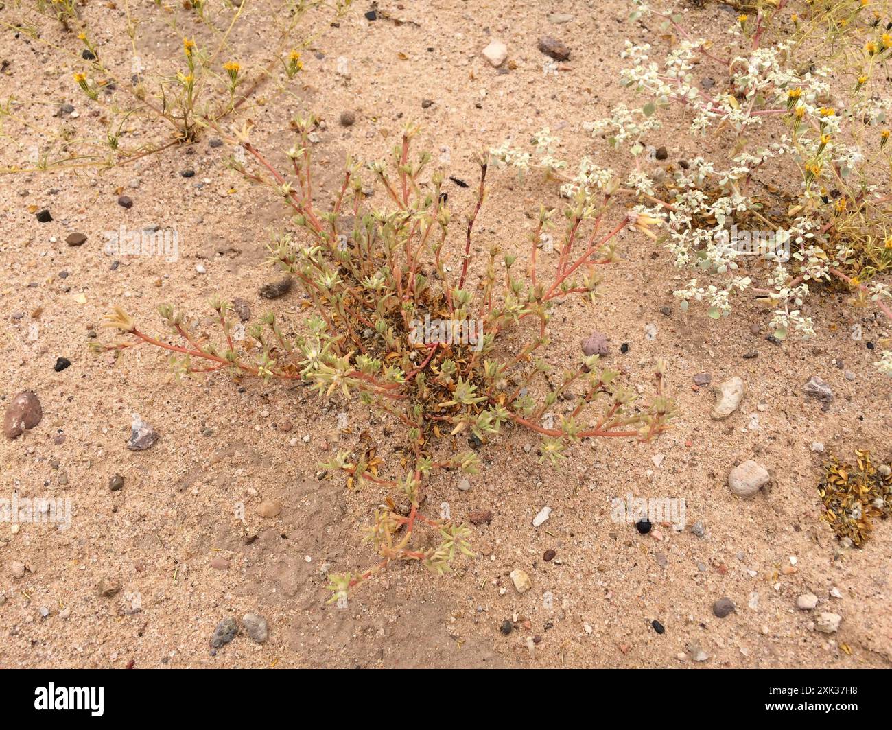 Desert Portulaca (Portulaca halimoides) Plantae Stock Photo - Alamy