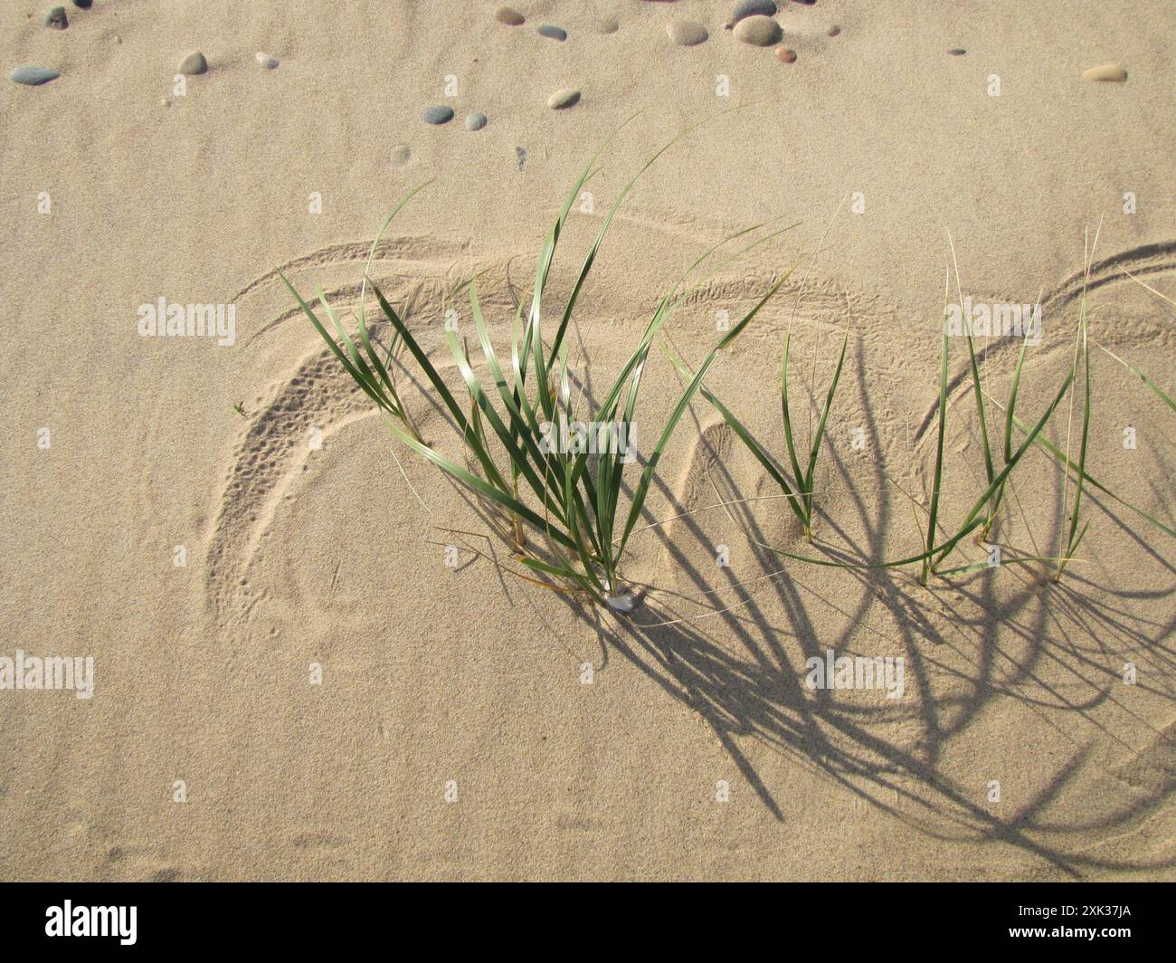 American marram grass (Calamagrostis breviligulata) Plantae Stock Photo ...