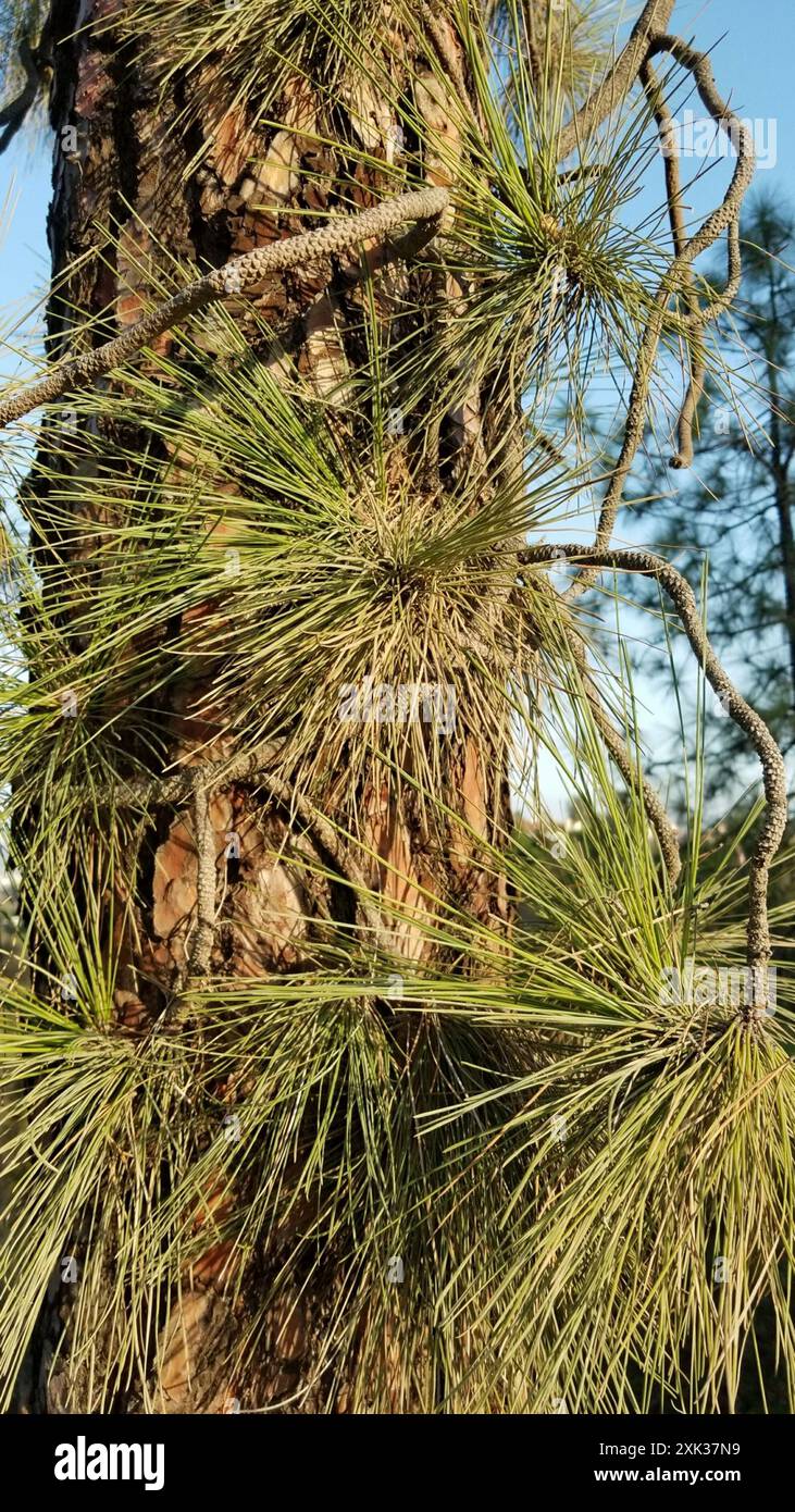 hard pines (Pinus) Plantae Stock Photo - Alamy
