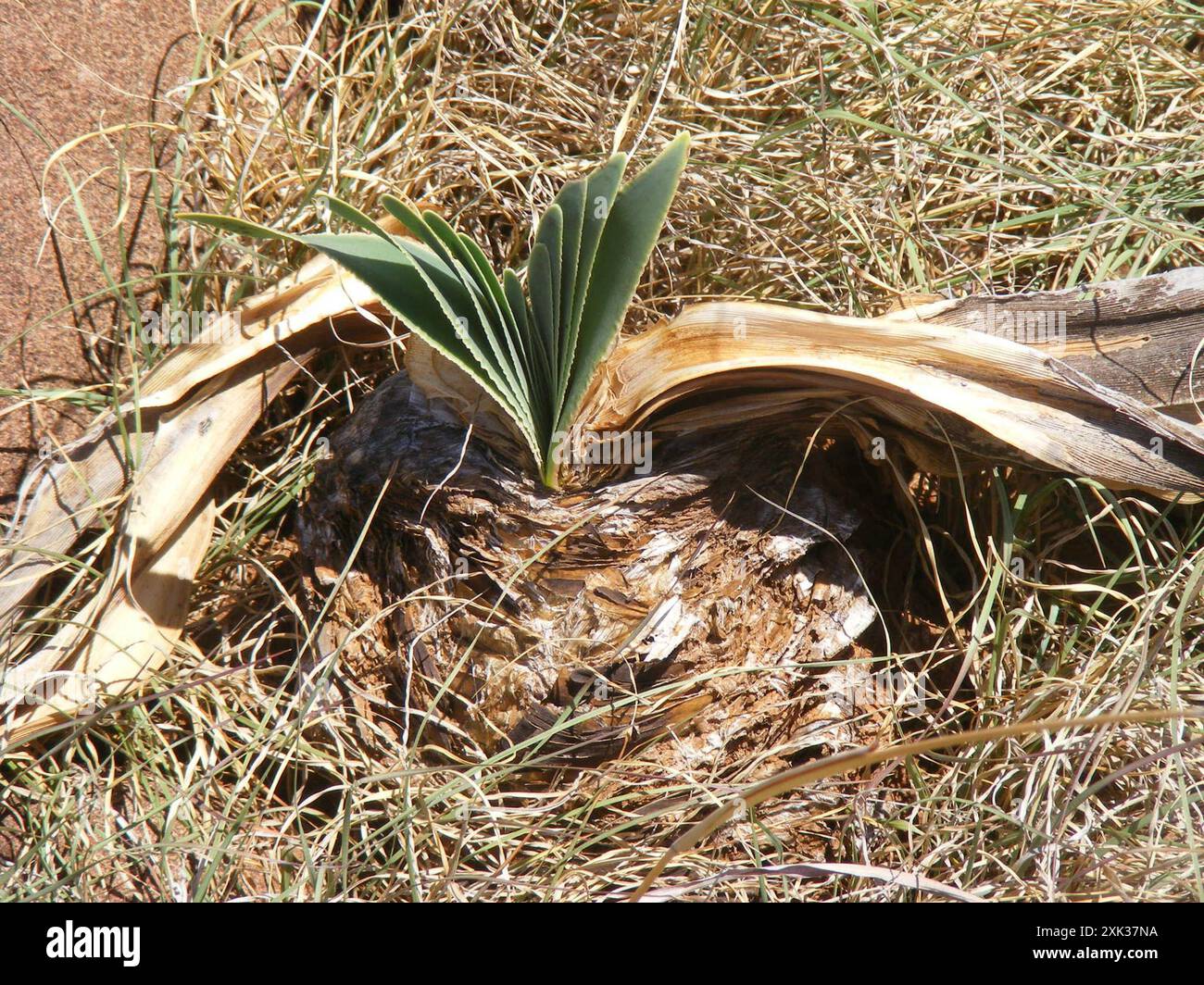 Poison-bulb (Boophone disticha) Plantae Stock Photo - Alamy
