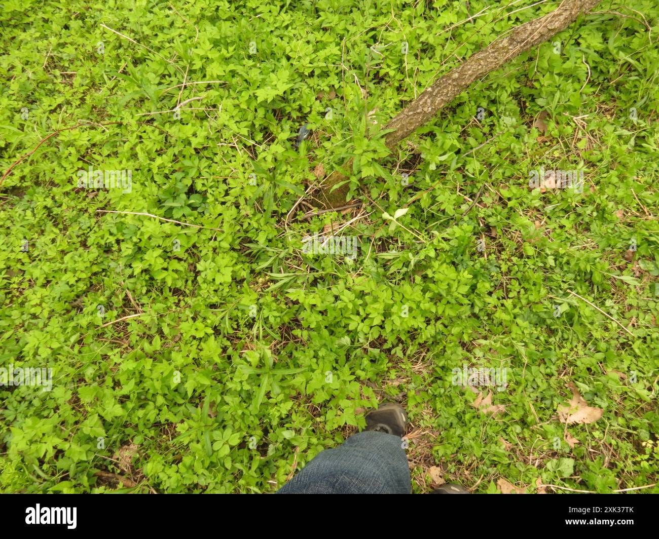 Setophaga cerulea hi-res stock photography and images - Alamy
