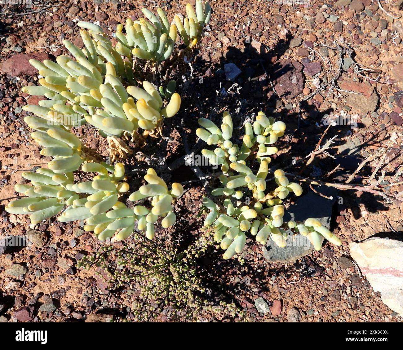 Baboons food hi-res stock photography and images - Alamy