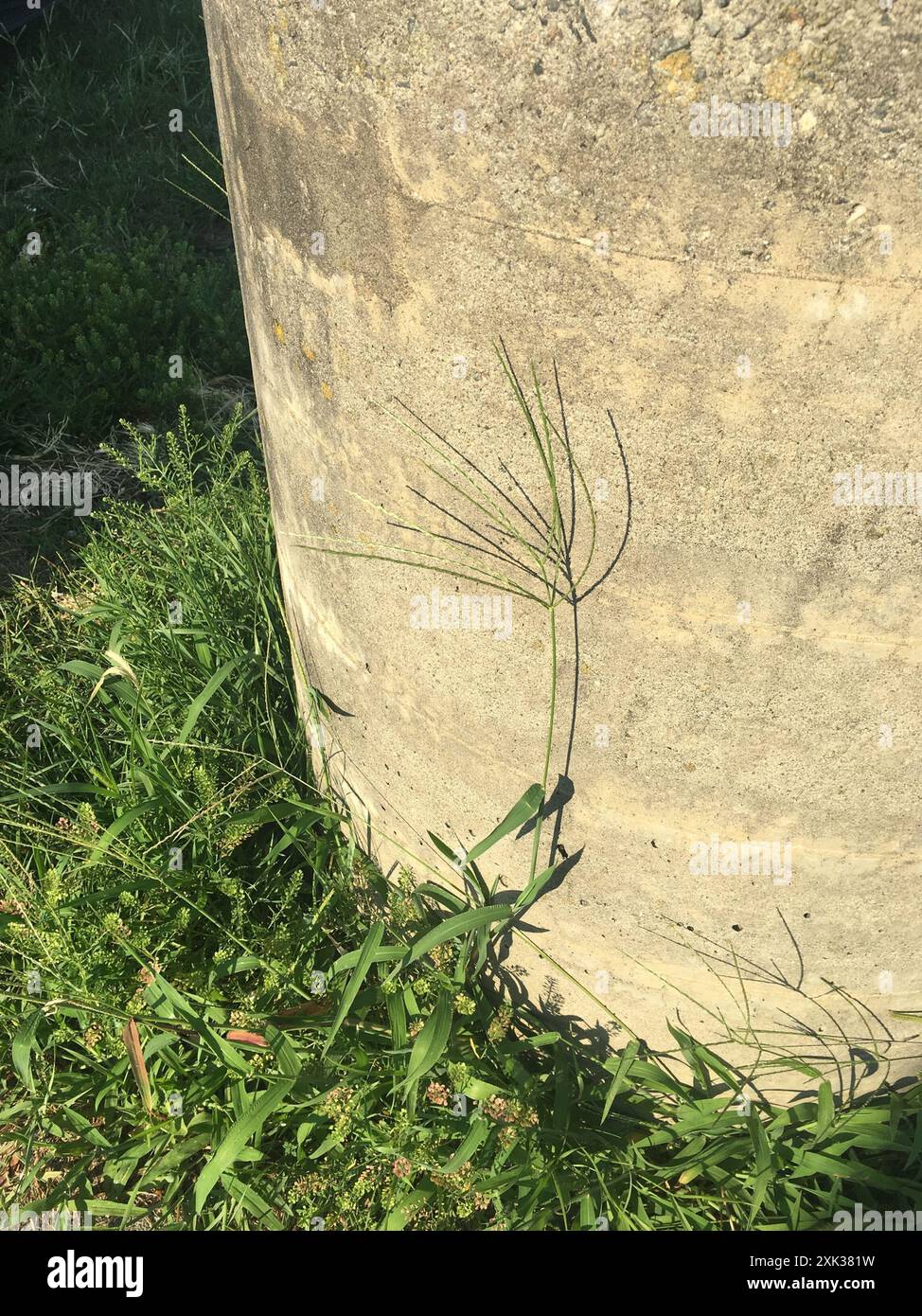 Tropical Finger-grass (Digitaria ciliaris) Plantae Stock Photo - Alamy