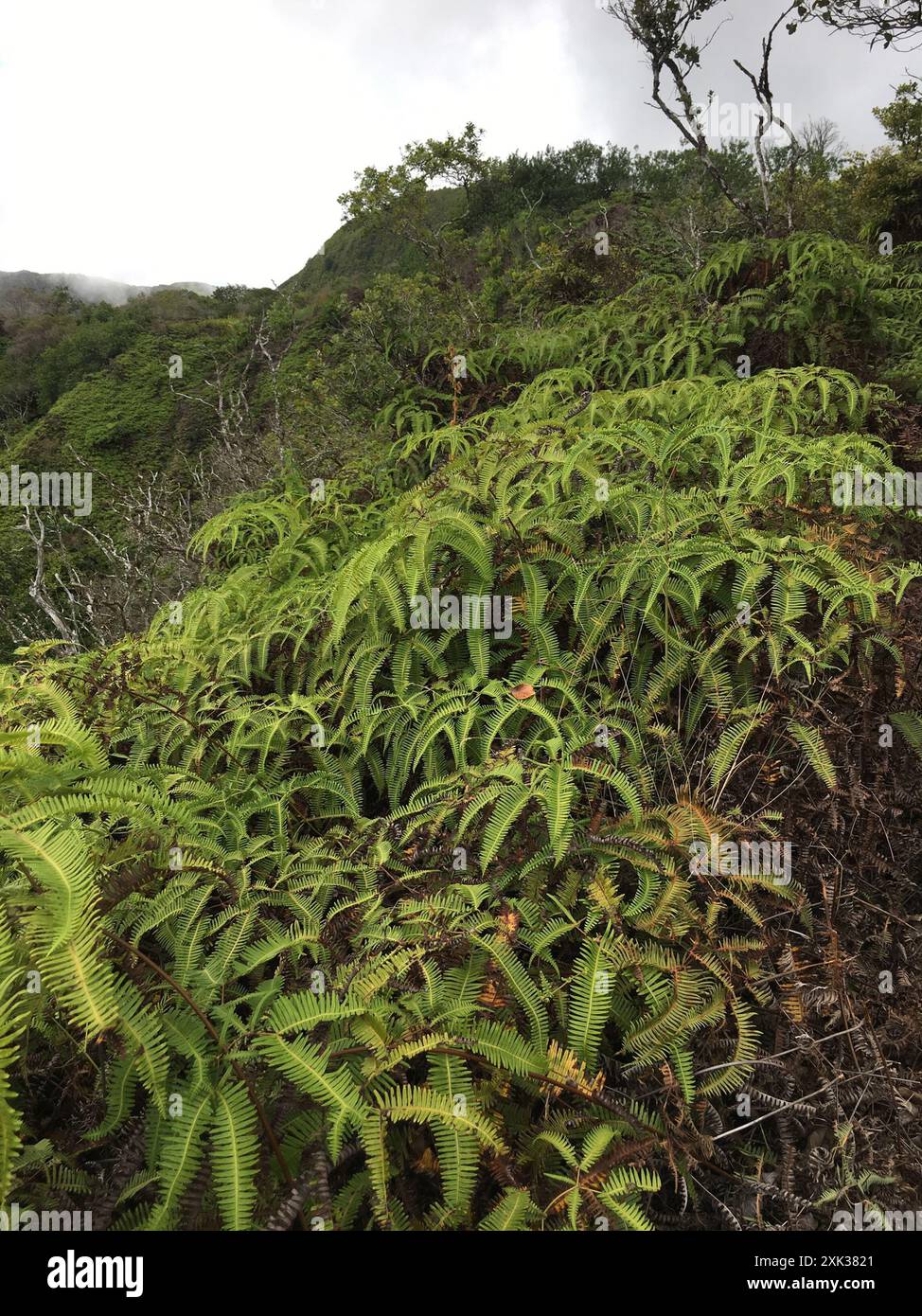 false staghorn fern (Dicranopteris linearis) Plantae Stock Photo - Alamy