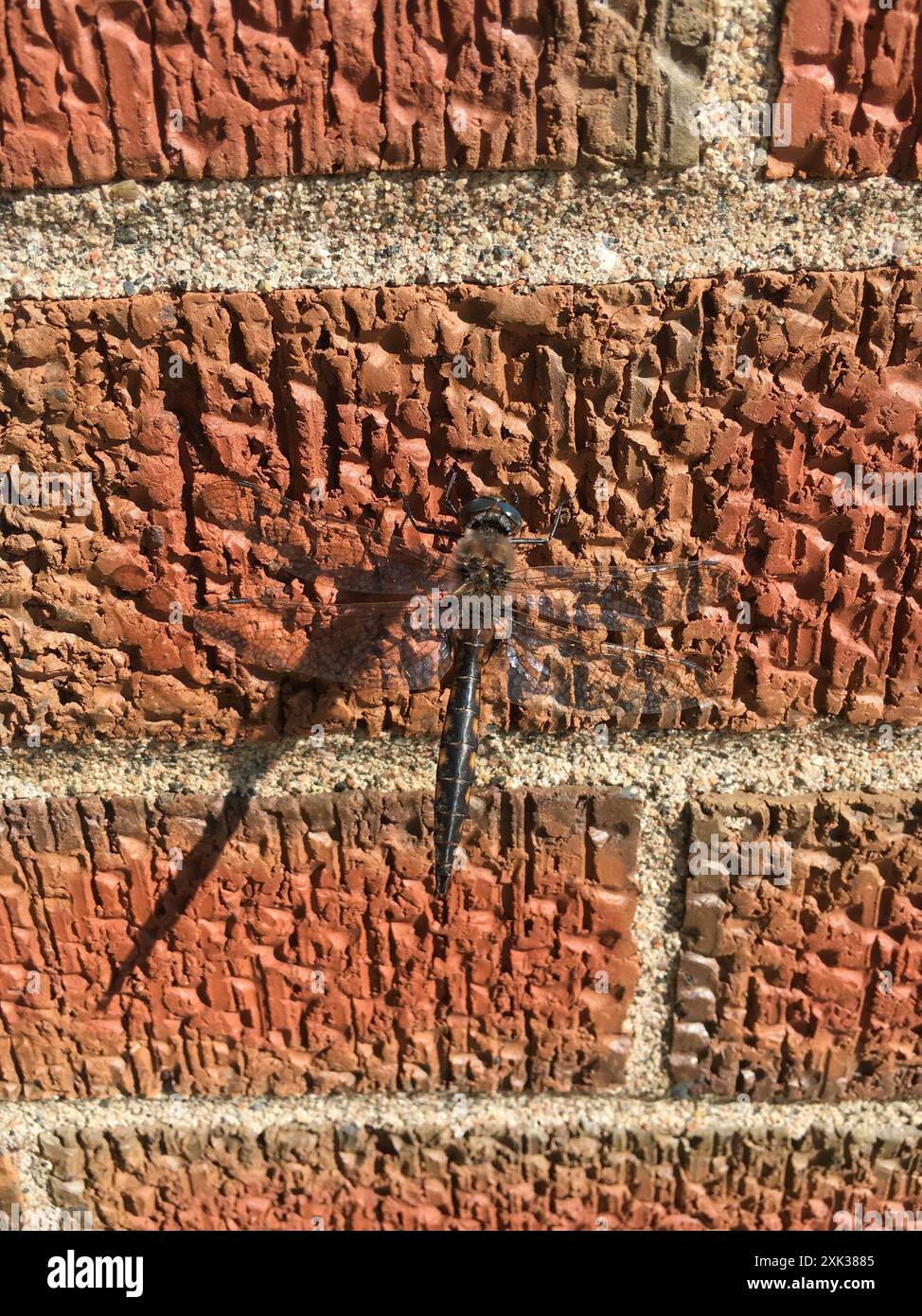 Beaverpond Baskettail (Epitheca canis) Insecta Stock Photo - Alamy