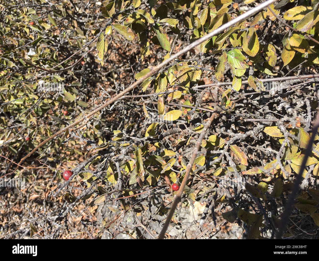 buckthorn family (Rhamnaceae) Plantae Stock Photo - Alamy