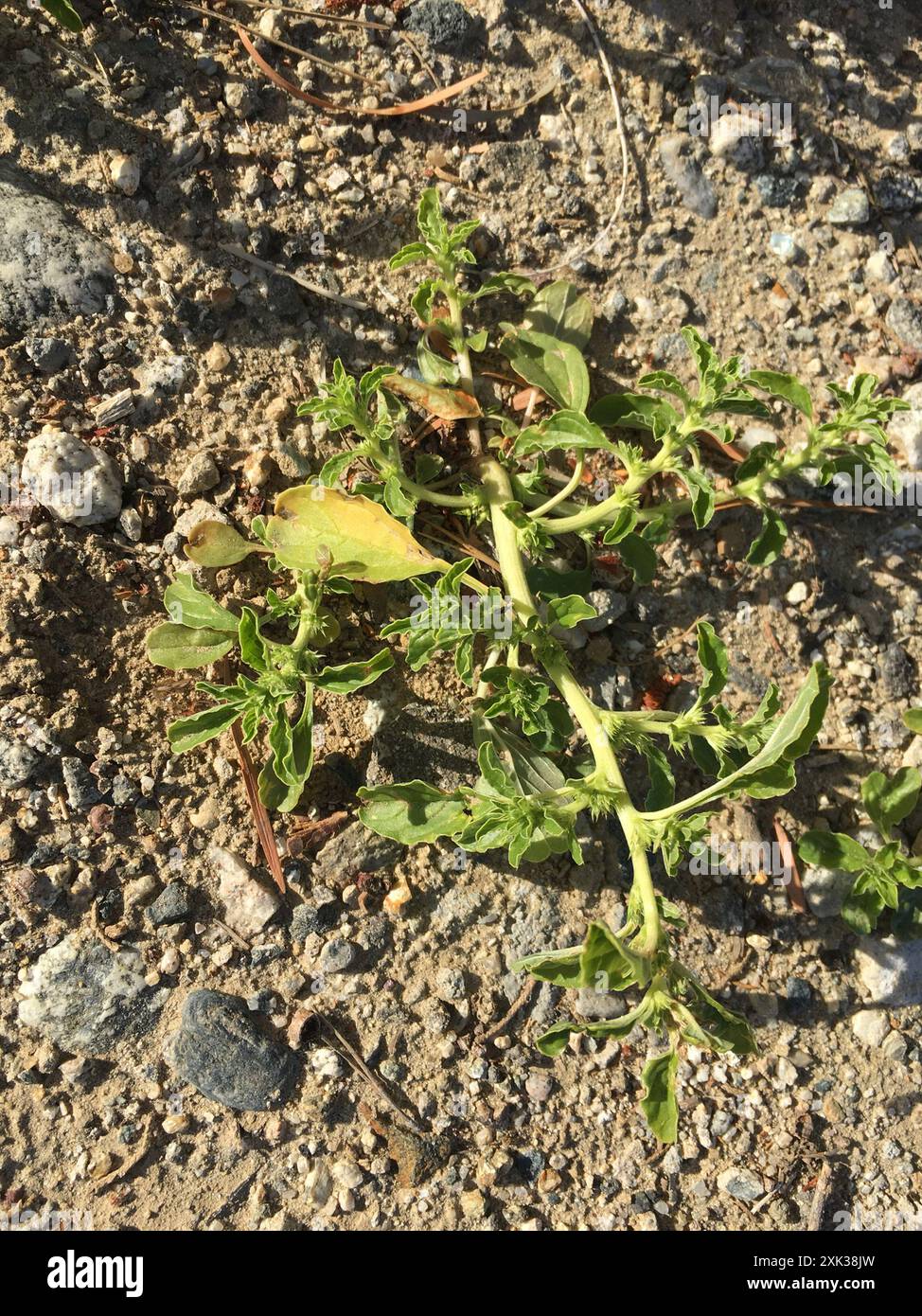 prostrate pigweed (Amaranthus albus) Plantae Stock Photo - Alamy