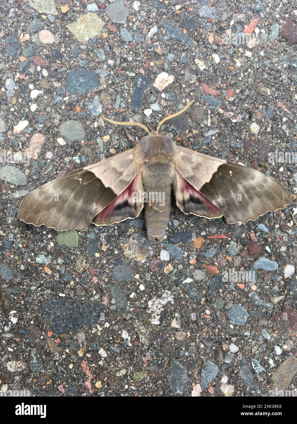 Modest Sphinx (Pachysphinx modesta) Insecta Stock Photo - Alamy