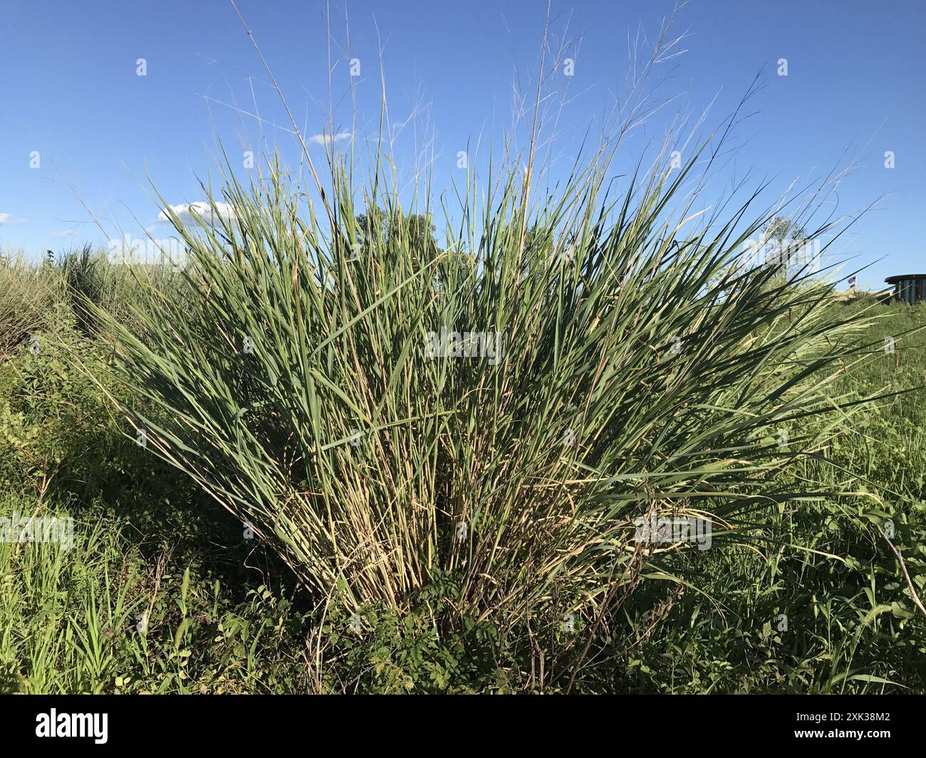 switchgrass (Panicum virgatum) Plantae Stock Photo - Alamy