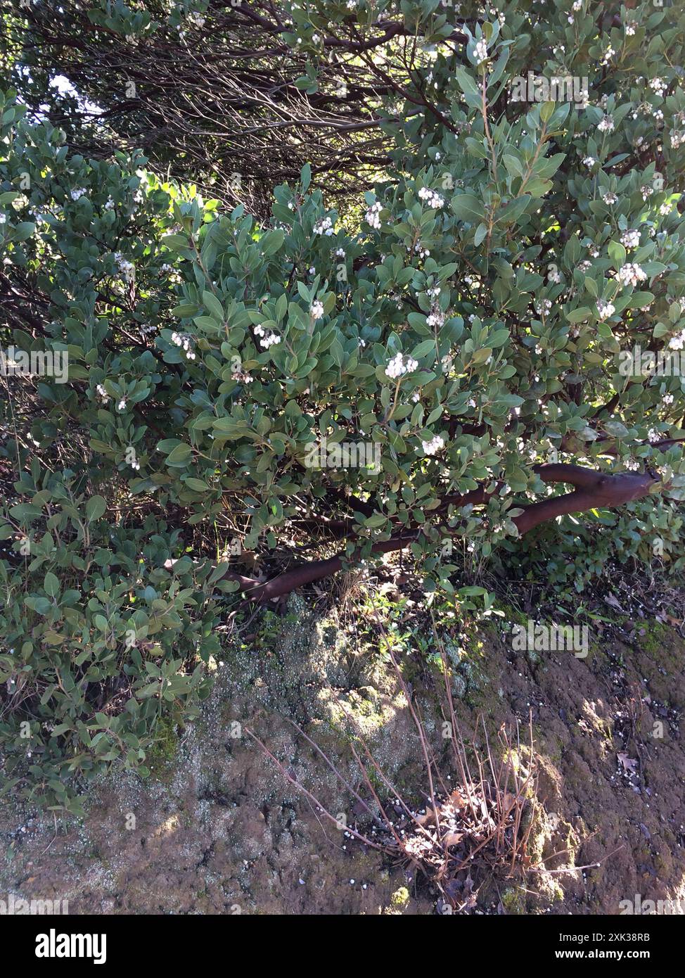 Common arctostaphylos manzanita hi-res stock photography and images - Alamy
