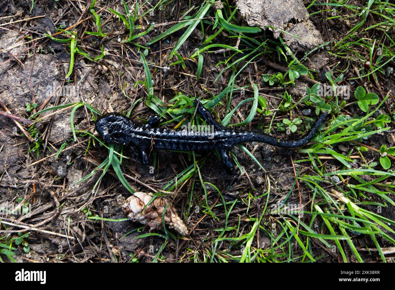 Lanza's Alpine Salamander (Salamandra lanzai) Amphibia Stock Photo - Alamy