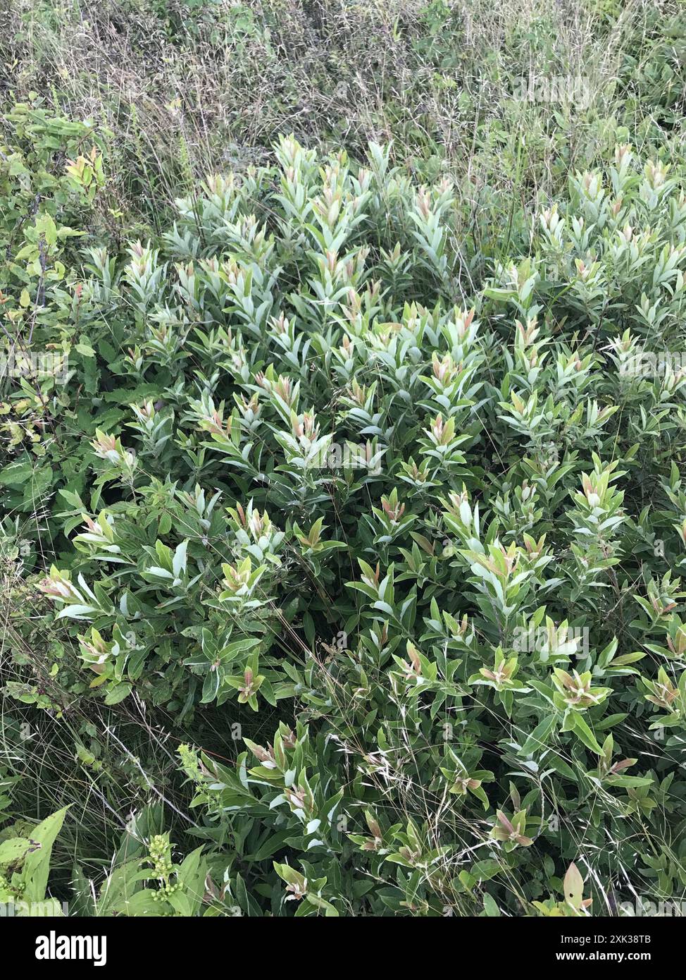 Prairie Willow (Salix humilis) Plantae Stock Photo - Alamy