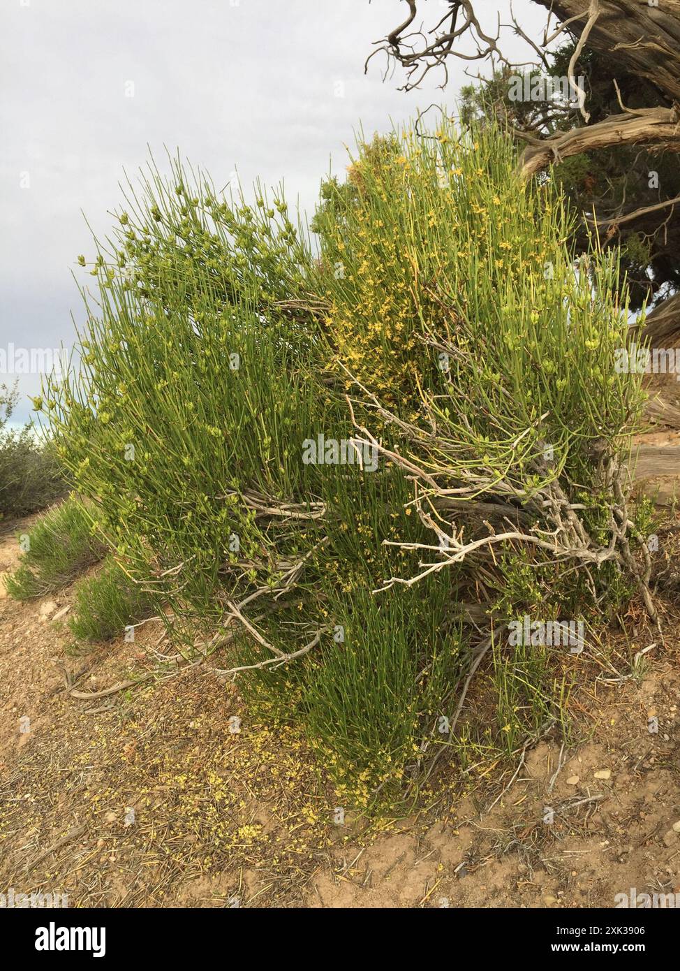 Green Ephedra (Ephedra viridis) Plantae Stock Photo - Alamy