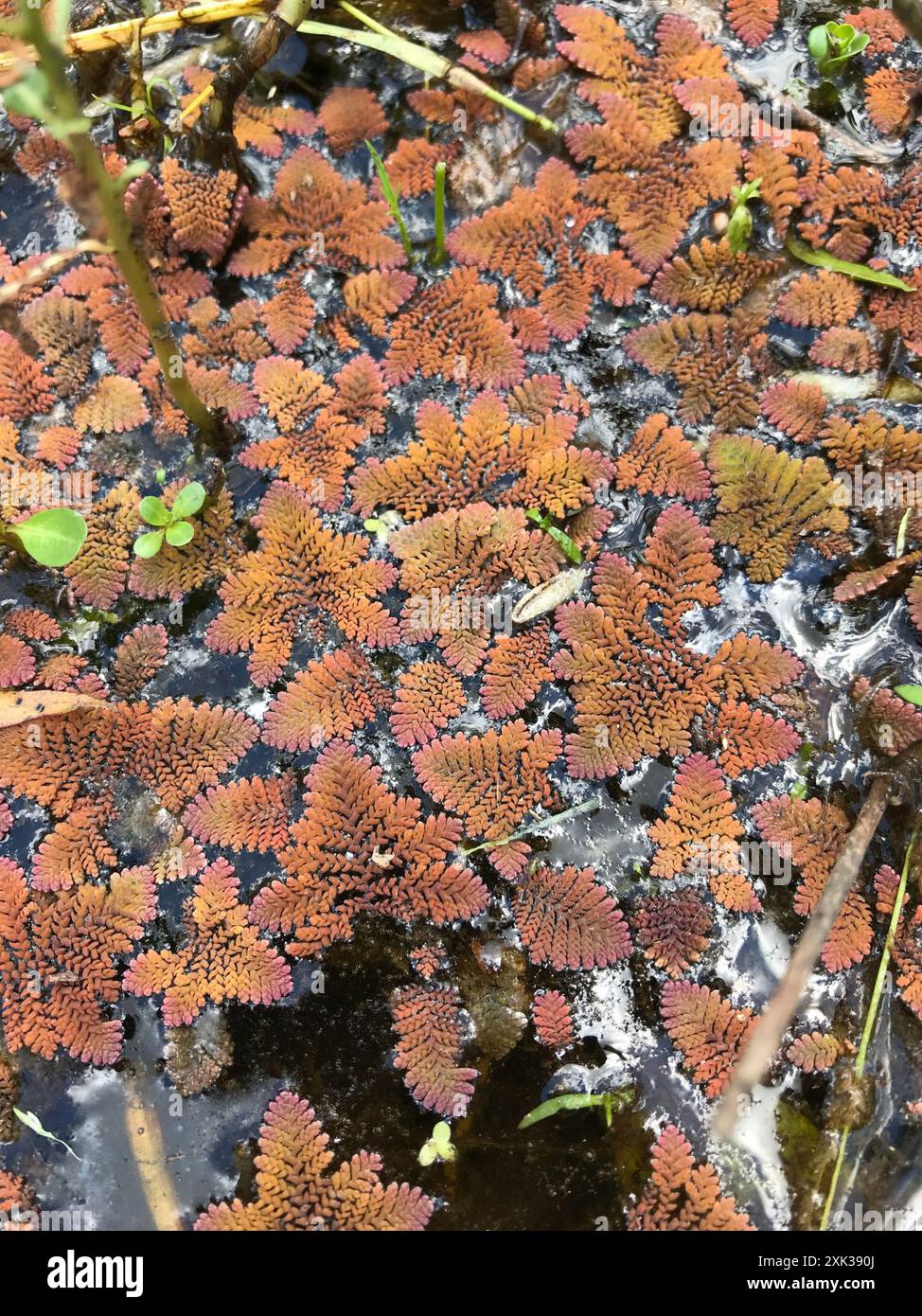 Feathered Mosquito Fern (Azolla pinnata) Plantae Stock Photo - Alamy