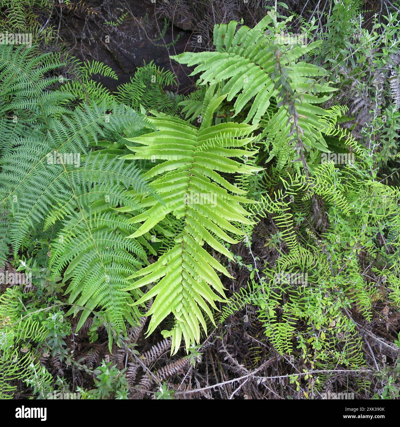 Cape Hard Fern (Blechnum capense) Plantae Stock Photo - Alamy