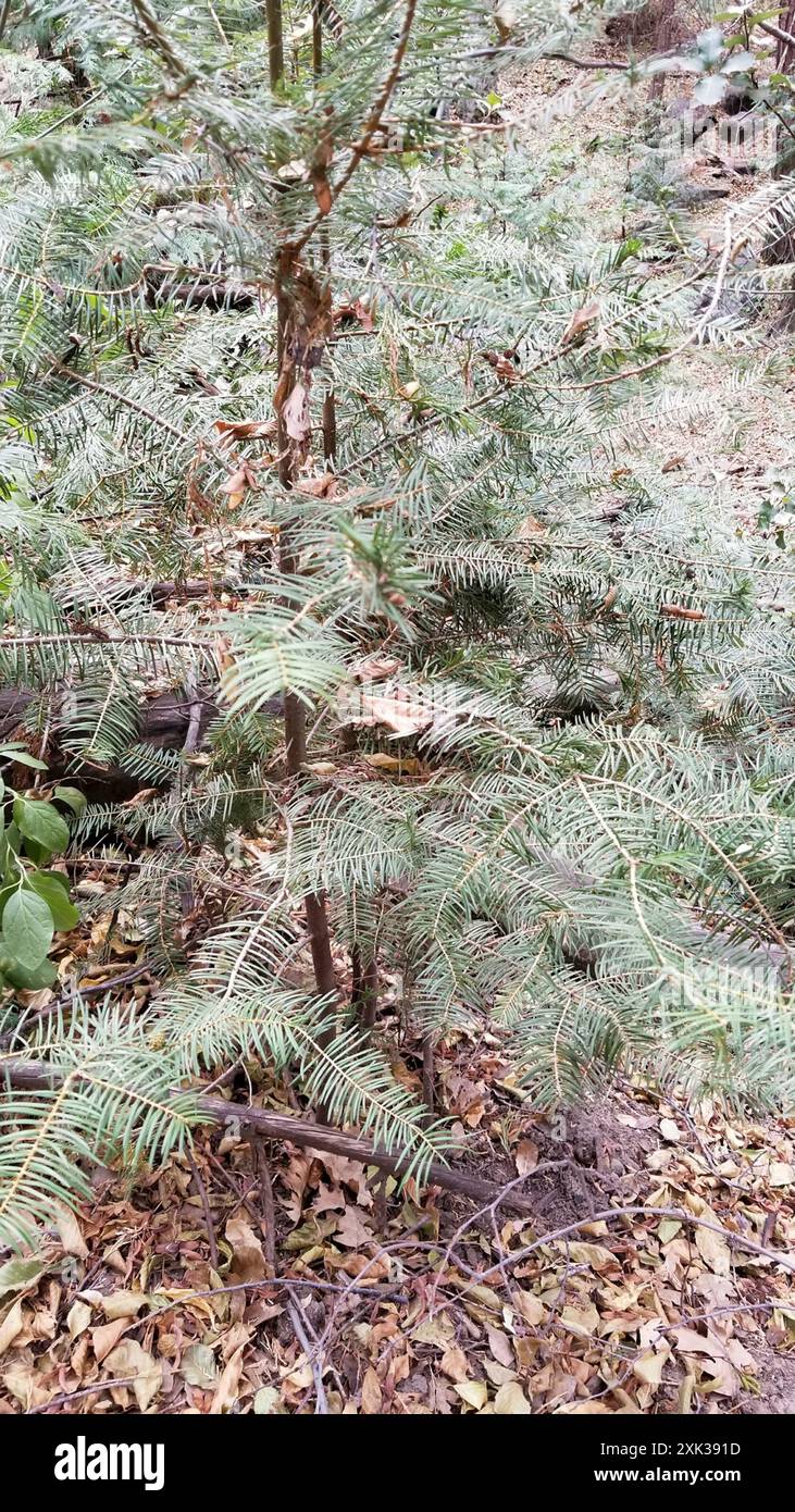 white fir (Abies concolor) Plantae Stock Photo - Alamy