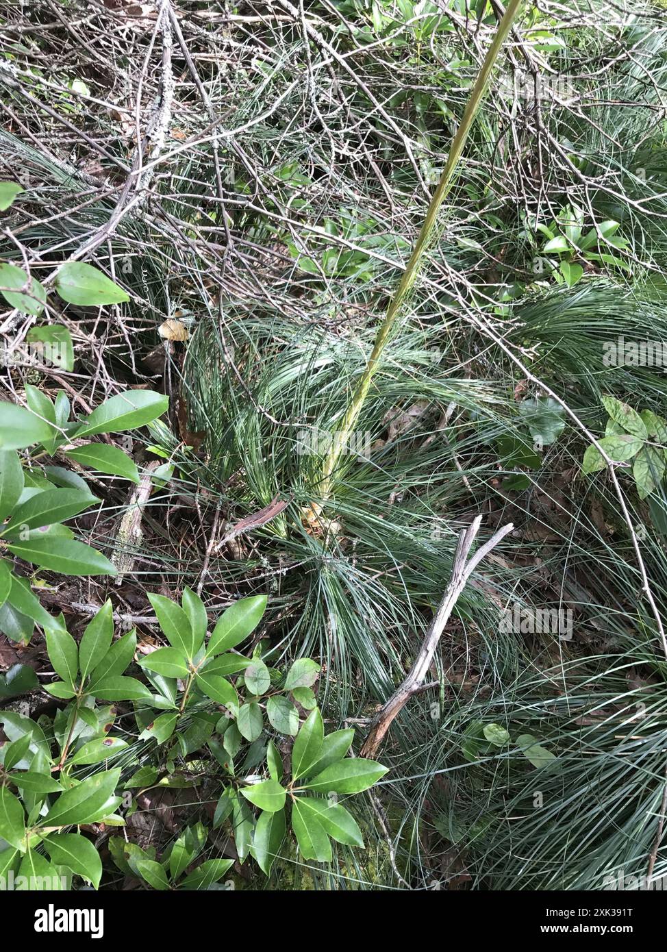 Turkey beard (Xerophyllum asphodeloides) Plantae Stock Photo - Alamy