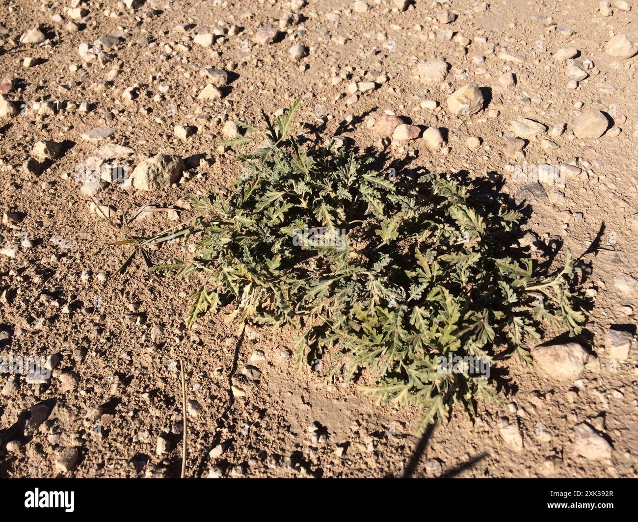 spear globemallow (Sphaeralcea hastulata) Plantae Stock Photo - Alamy