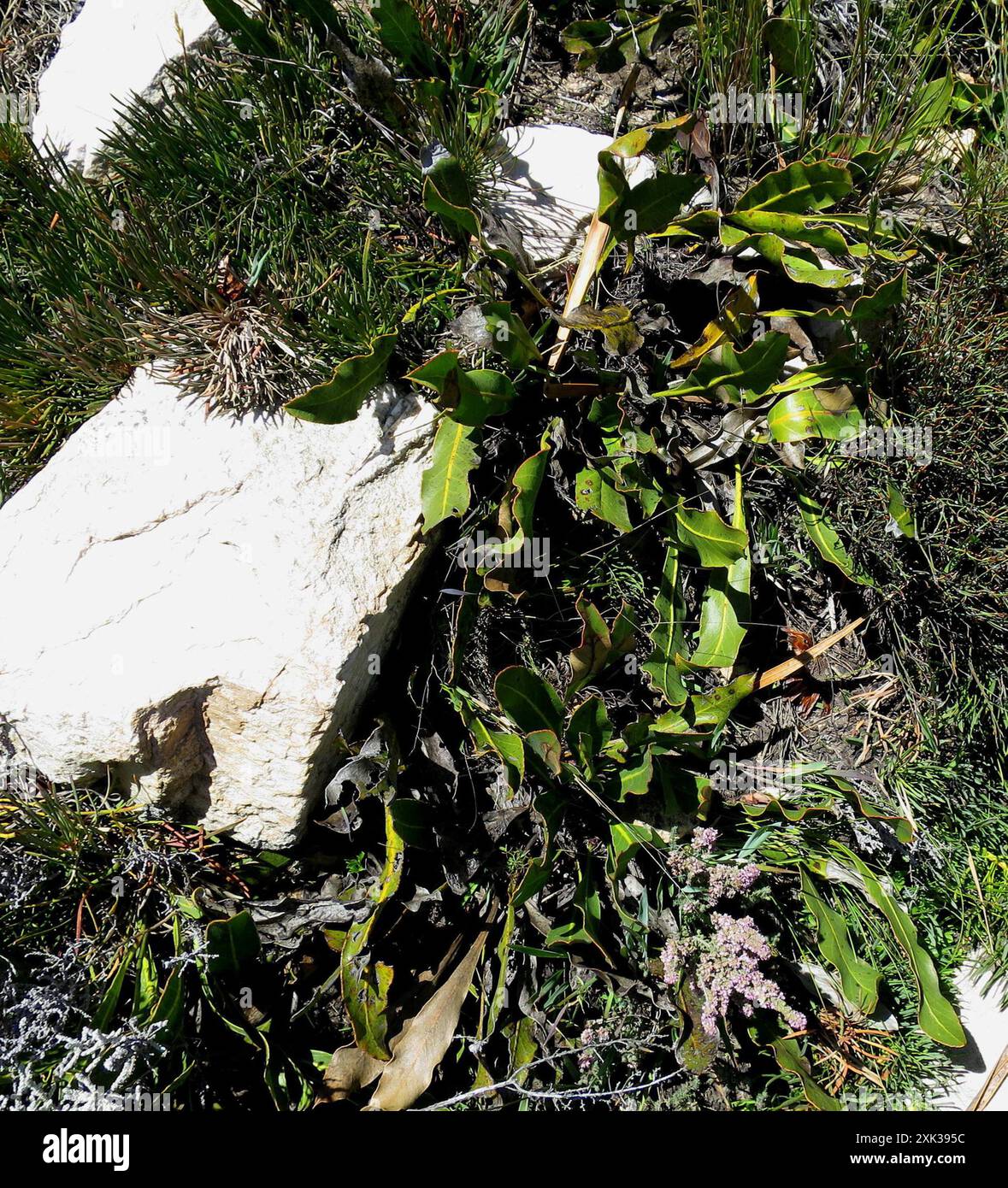Common Snow Sugarbush (Protea scolopendriifolia) Plantae Stock Photo ...