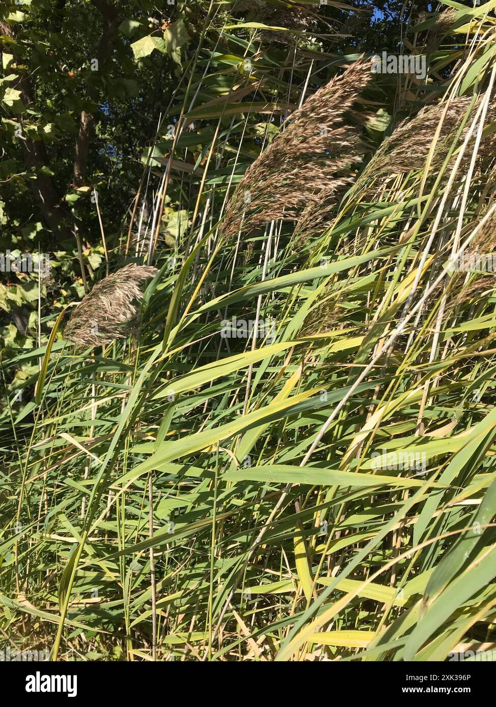 common reed (Phragmites australis) Plantae Stock Photo - Alamy