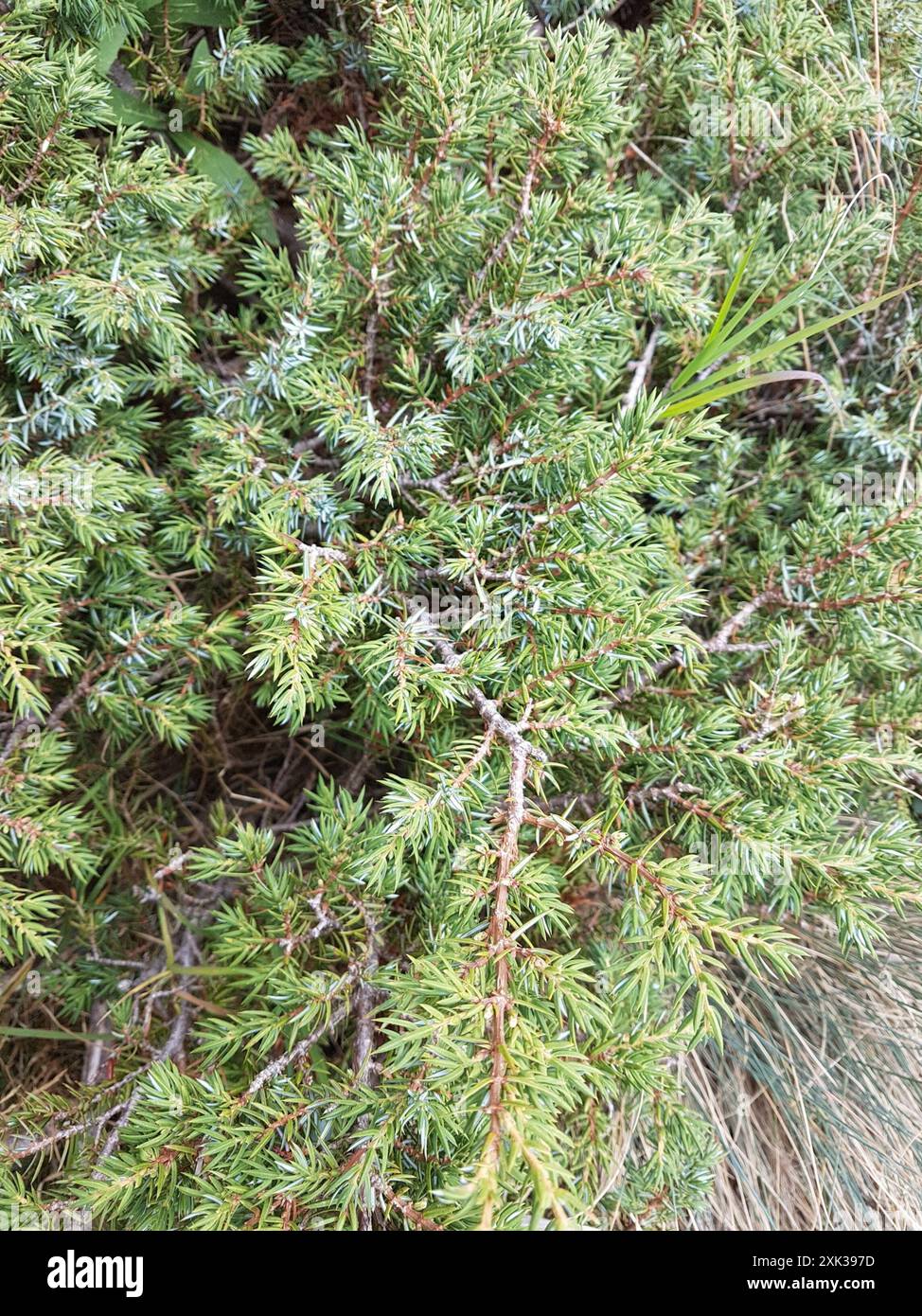 common juniper (Juniperus communis) Plantae Stock Photo - Alamy