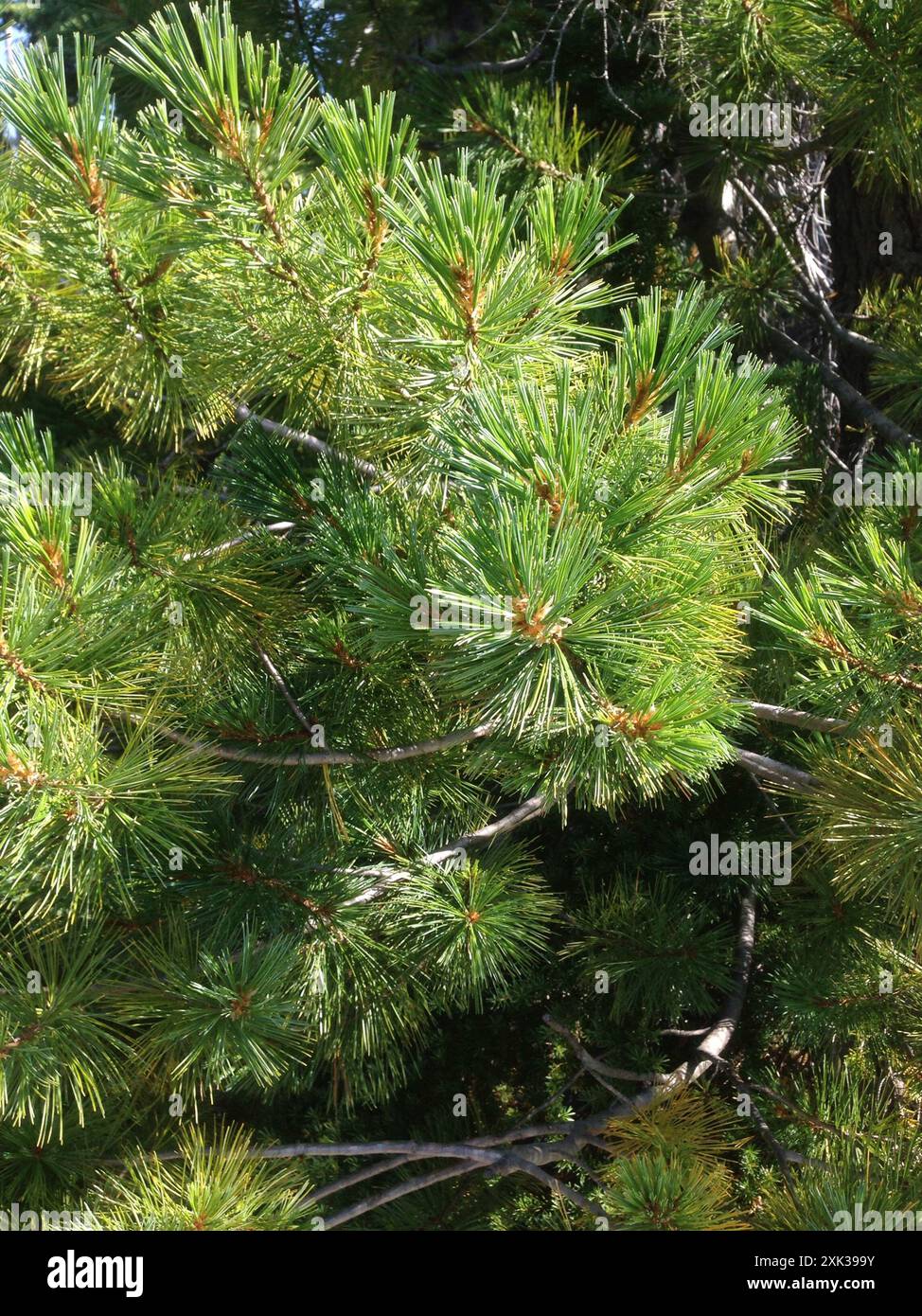 western white pine (Pinus monticola) Plantae Stock Photo - Alamy