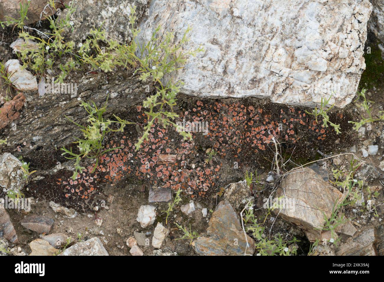 Blushing Scale (Psora decipiens) Fungi Stock Photo - Alamy