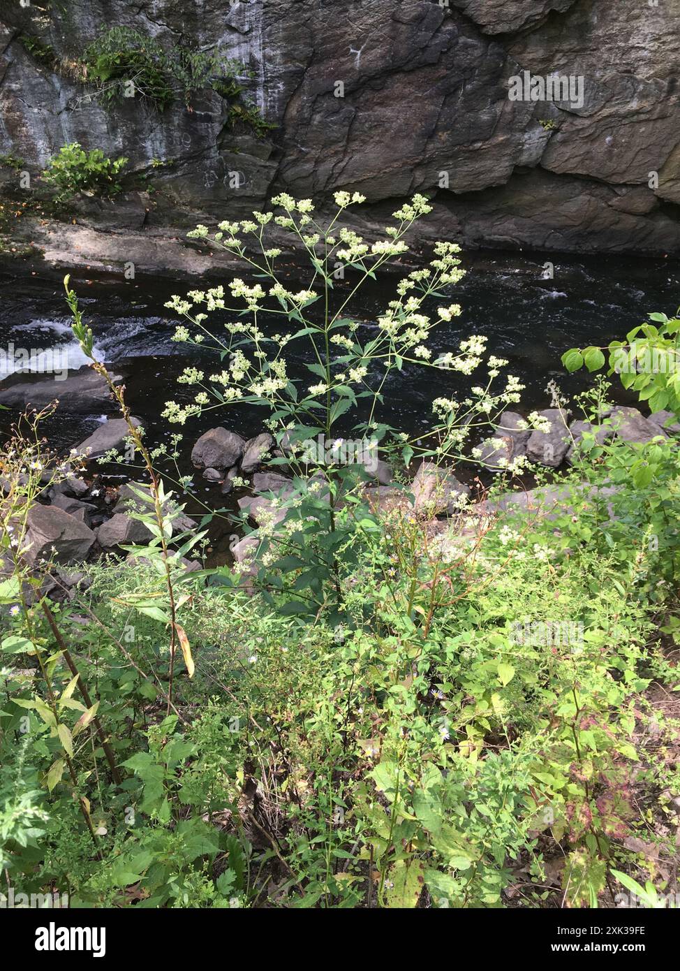 (Patrinia villosa) Plantae Stock Photo - Alamy