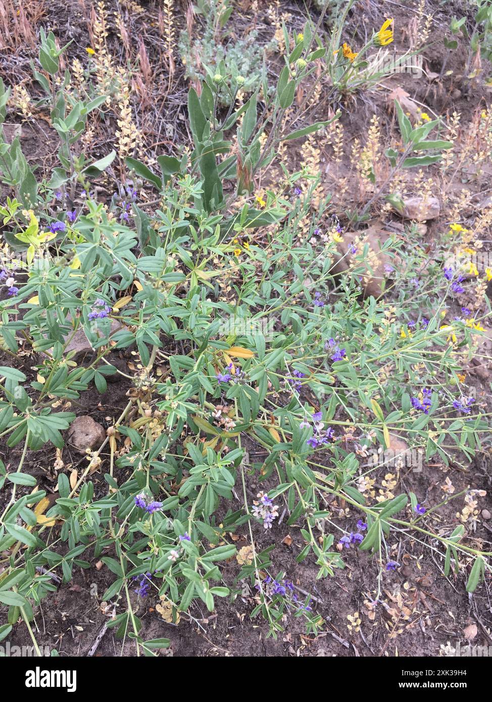 Slimflower Scurfpea (Pediomelum tenuiflorum) Plantae Stock Photo - Alamy