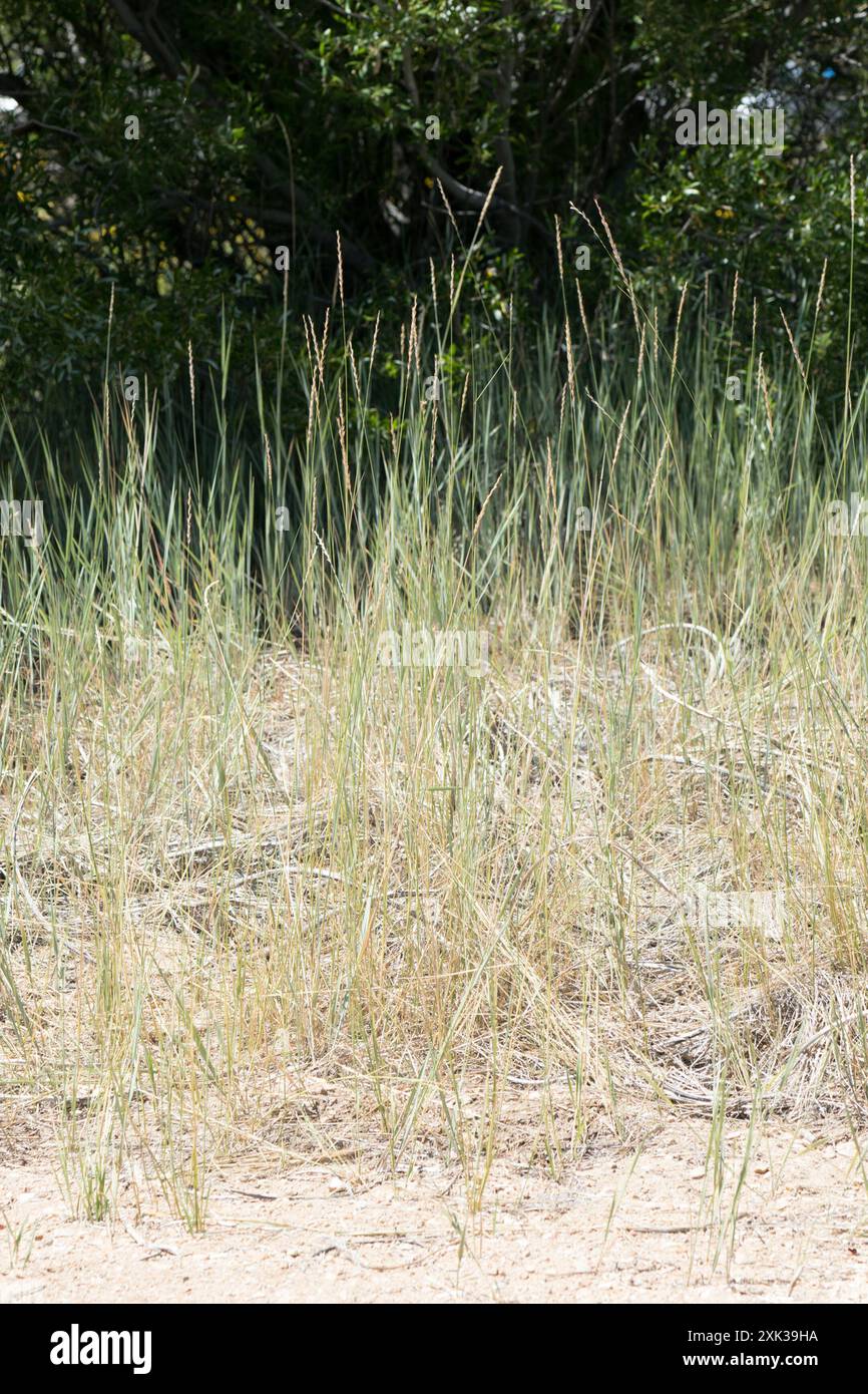 Wild Ryes and Wheatgrasses (Elymus) Plantae Stock Photo - Alamy