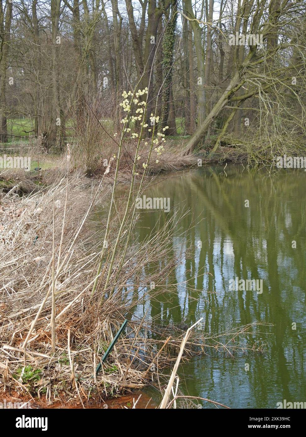 goat willow (Salix caprea) Plantae Stock Photo - Alamy