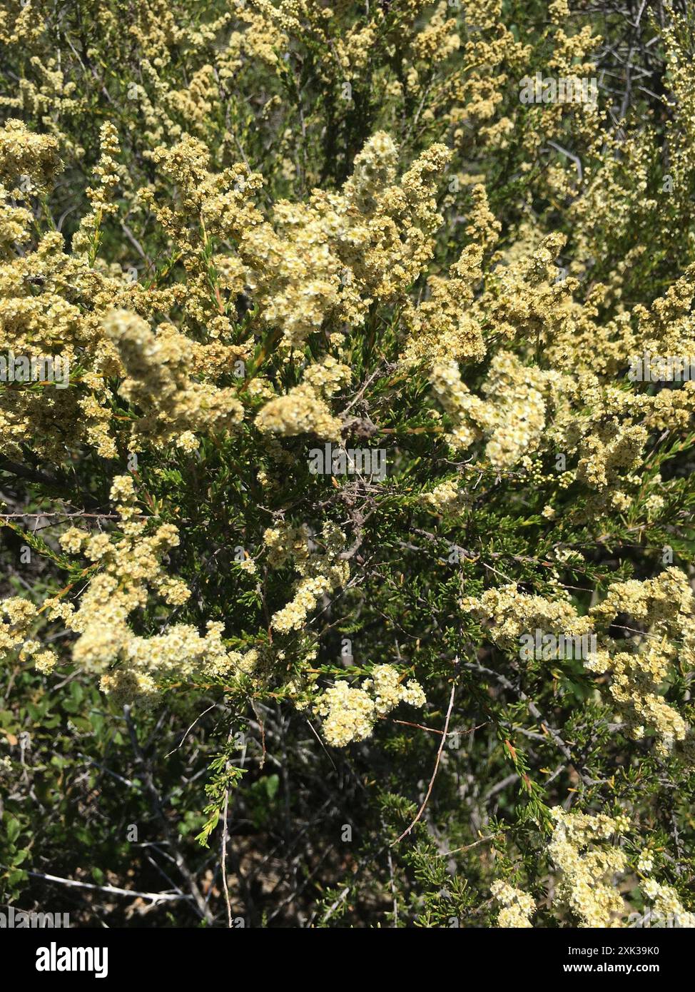 chamise (Adenostoma fasciculatum) Plantae Stock Photo - Alamy