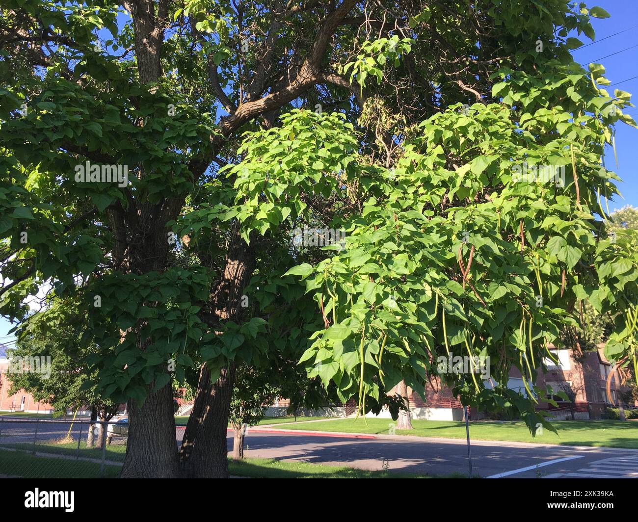 southern catalpa (Catalpa bignonioides) Plantae Stock Photo - Alamy