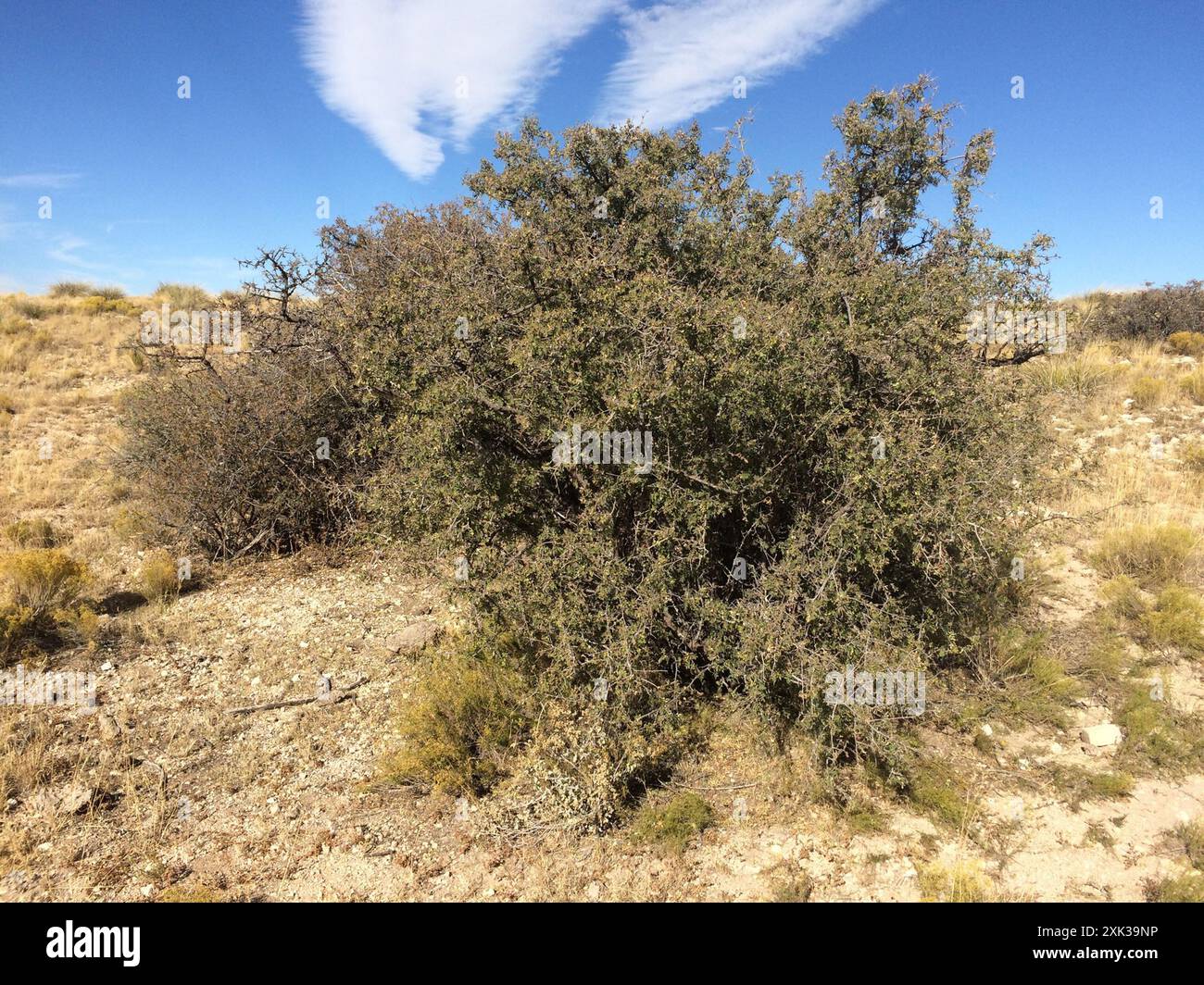 little leaf sumac (Rhus microphylla) Plantae Stock Photo - Alamy