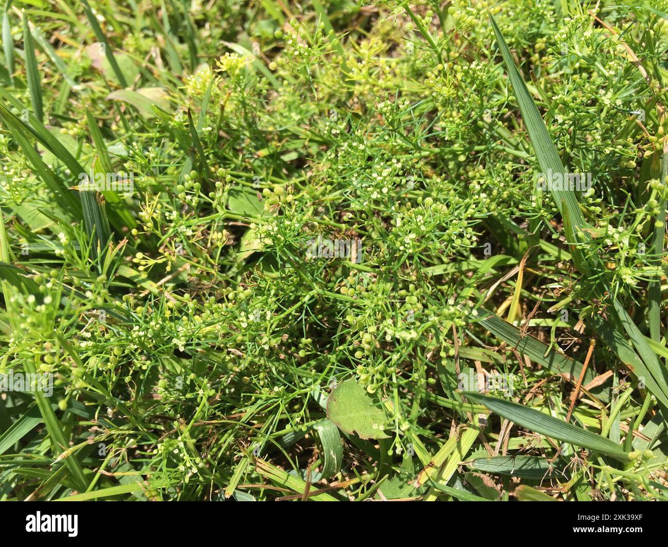 Marsh parsley (Cyclospermum leptophyllum) Plantae Stock Photo - Alamy