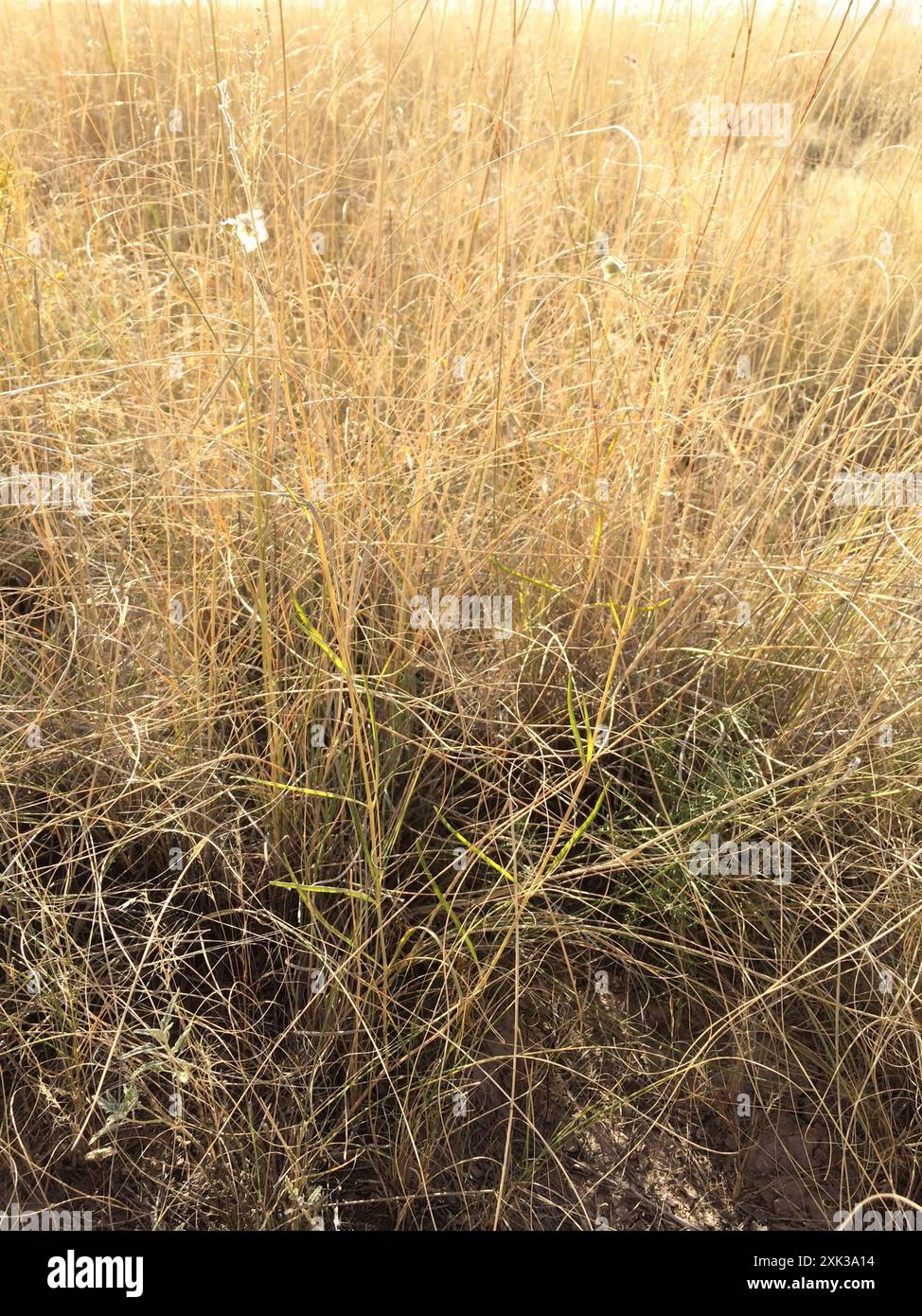 Narrowleaf Four o'Clock (Mirabilis linearis) Plantae Stock Photo - Alamy